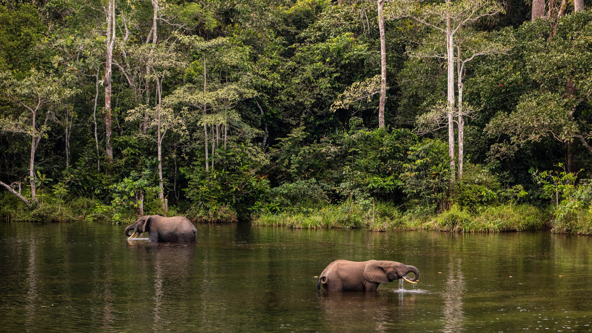 A New Model of Forest Management Emerges in the Republic of Congo | ATIBT