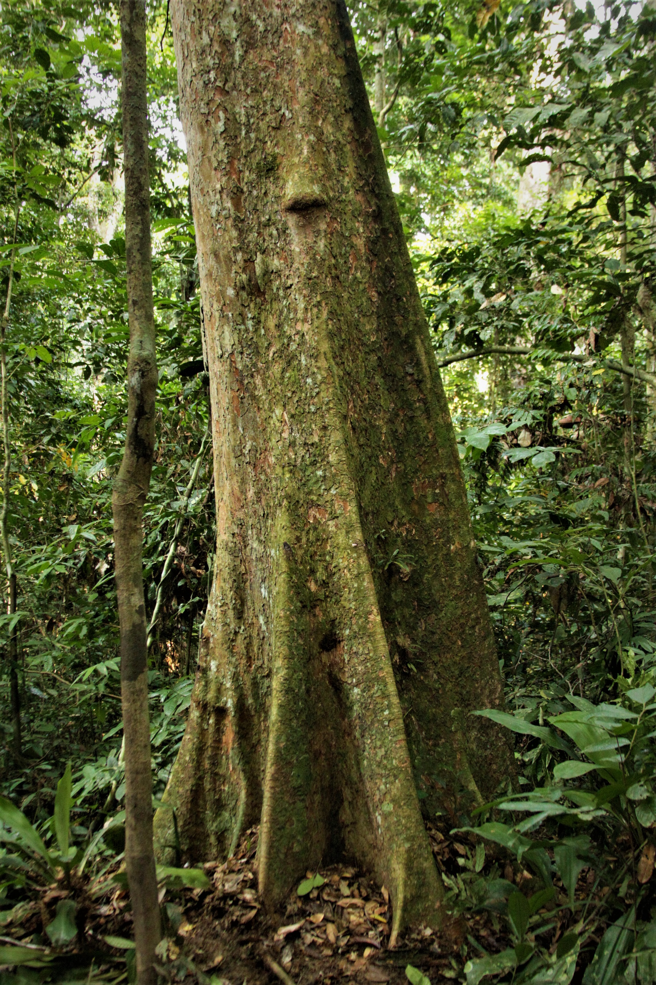 Eyoum under the microscope | ATIBT