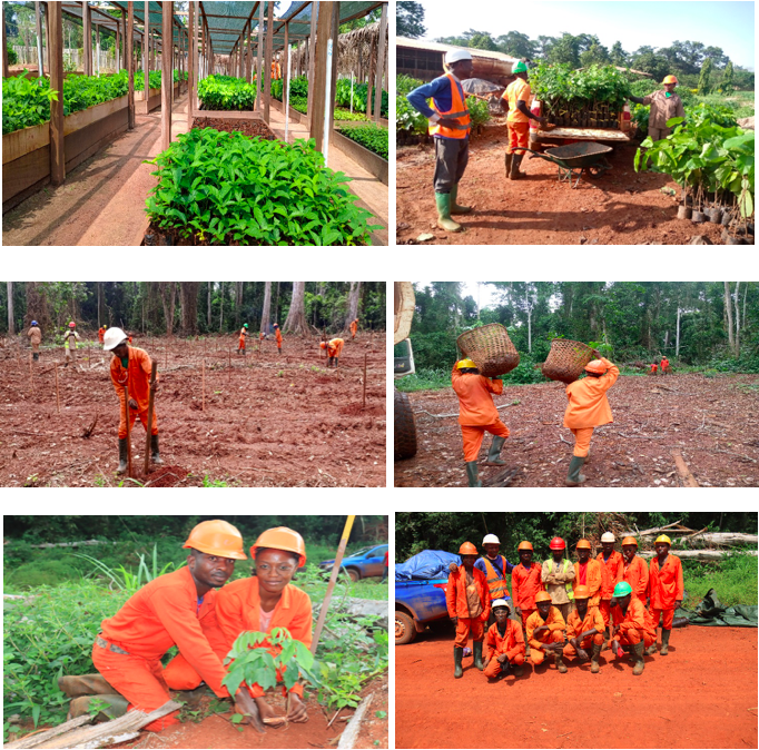 UFA-Reforest: Results of the first reforestation campaign 2023 | ATIBT