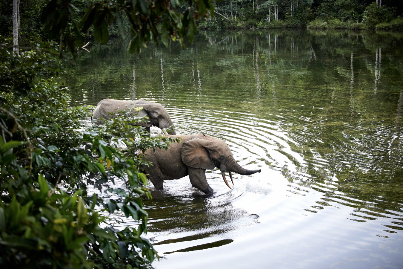 Republic of Congo Expands National Park to Include Gorilla-Rich ...