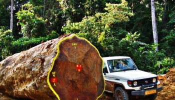 Kevazingogate : Are we coming to the end of logging activities block in ...