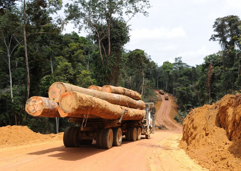 Differentiated evolution of the tropical timber trade in 2019 ...