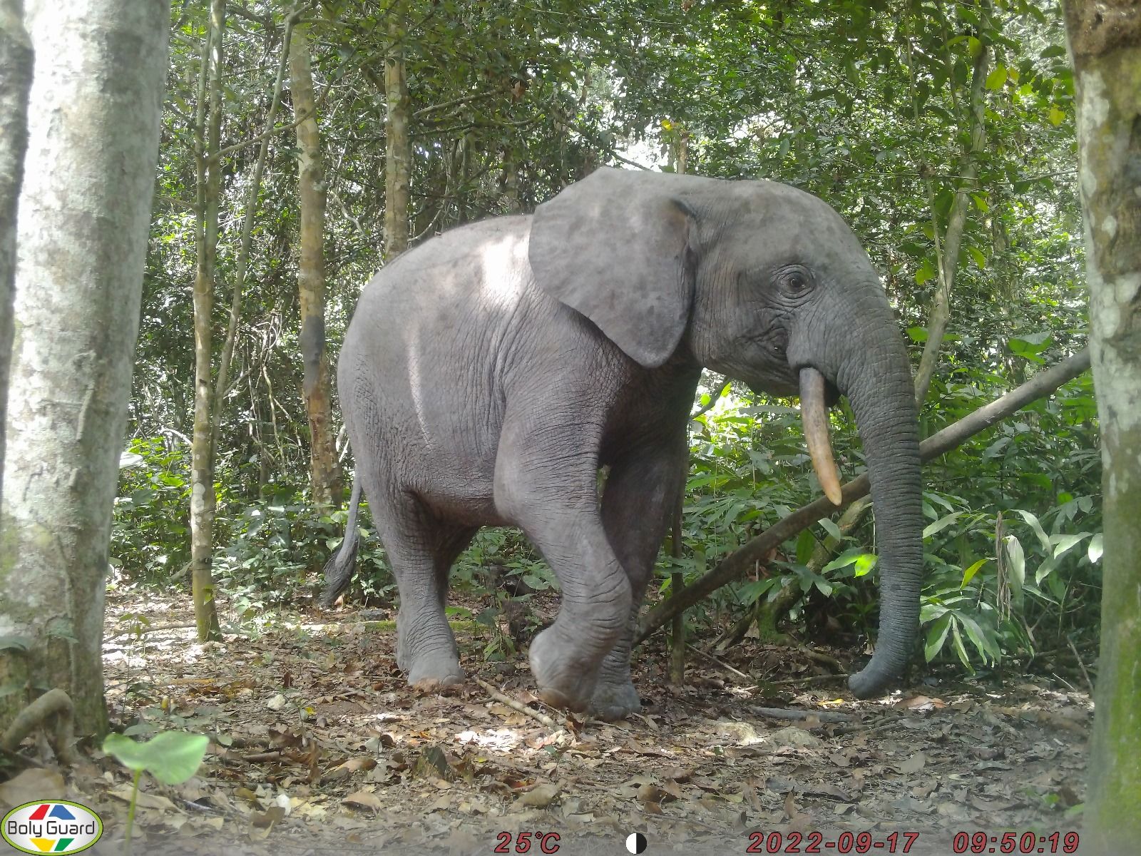 Lancement d’un projet sur le suivi de la faune au Congo | ATIBT