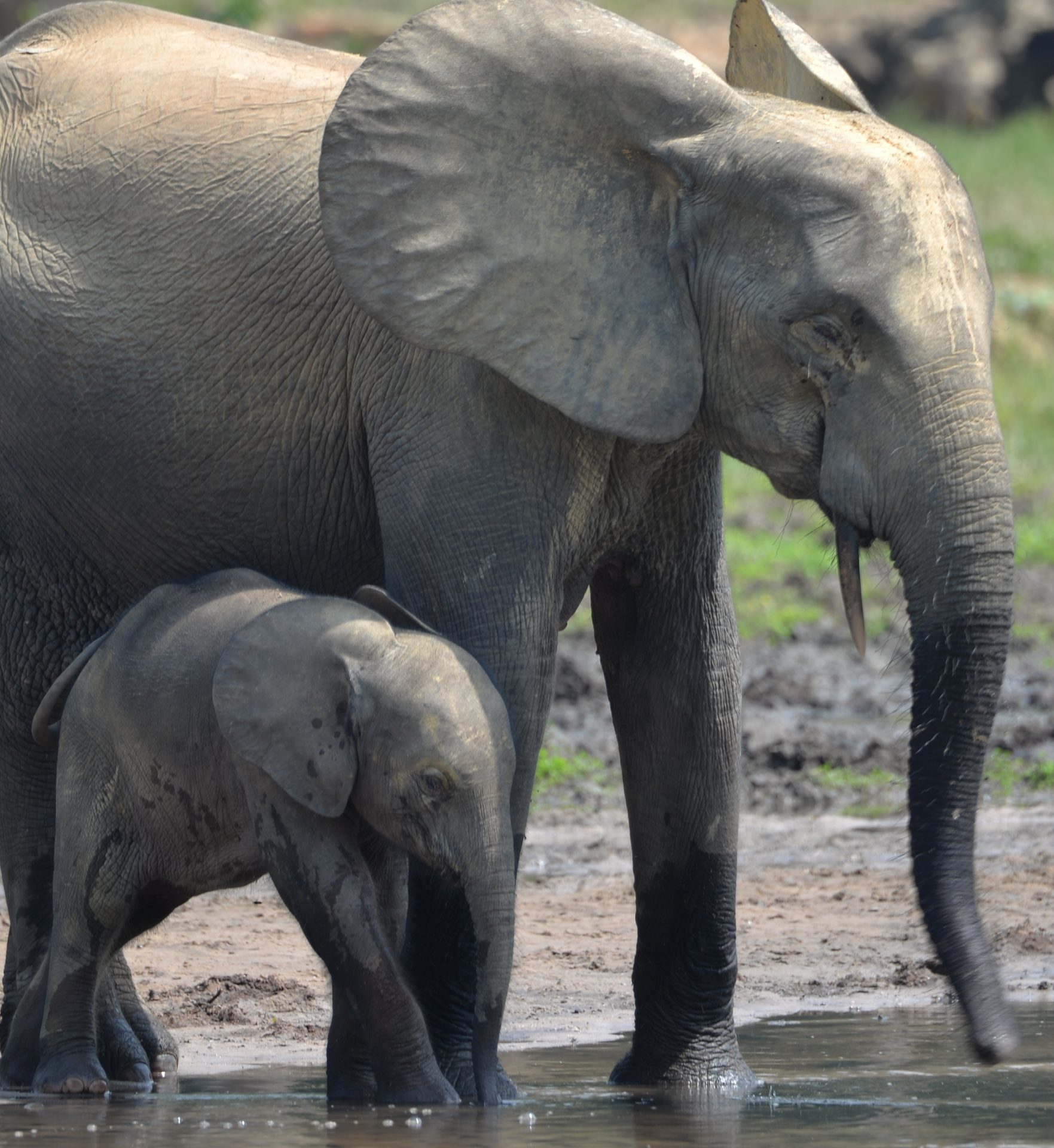 When elephants make guitars sing: a vital alliance between wildlife and ...