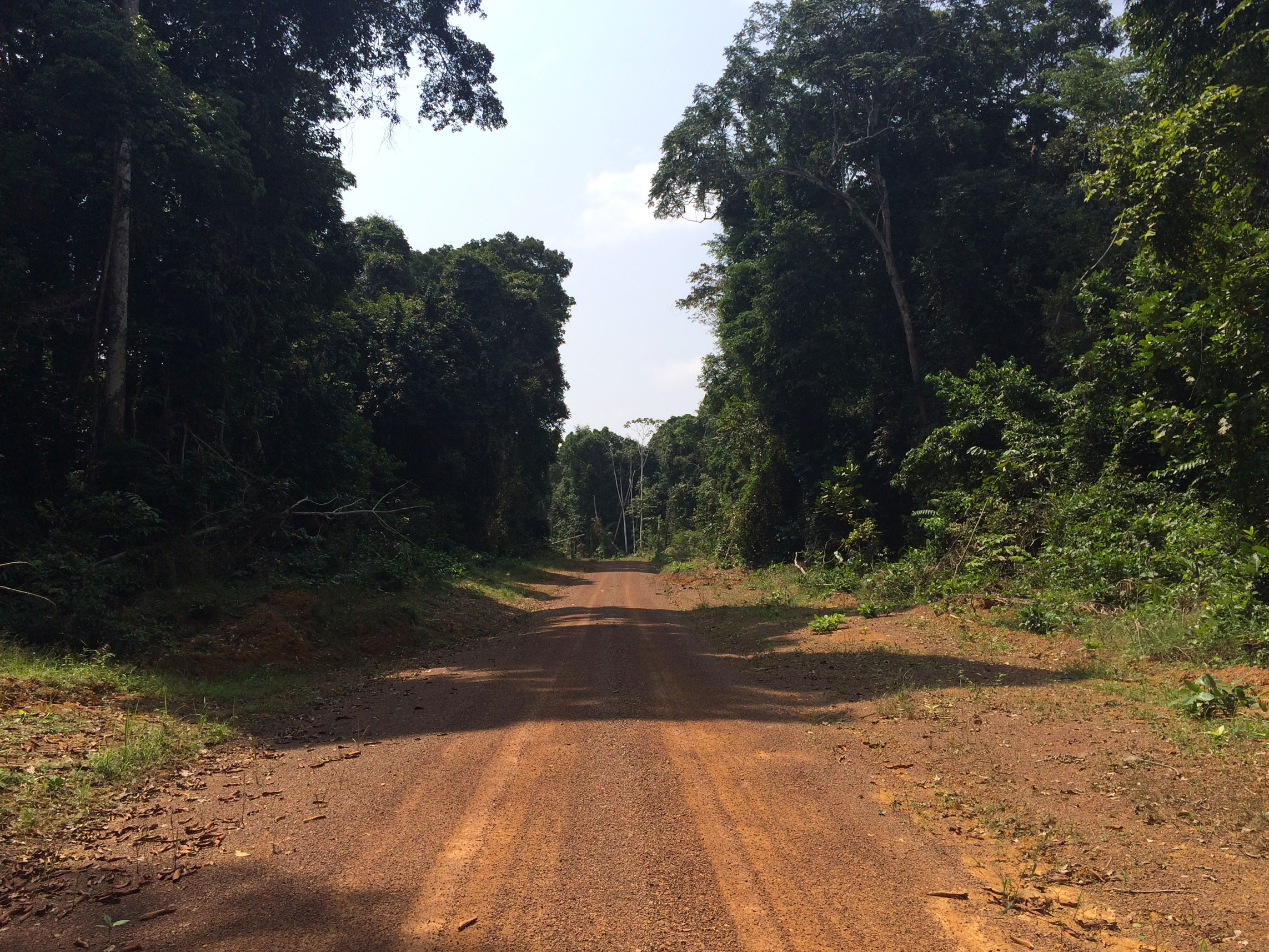 Why is timber production down in Gabon? | ATIBT