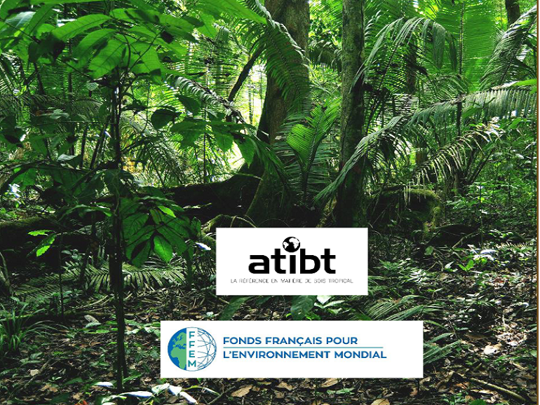 Guide to setting up timber planting projects for forestry companies | ATIBT