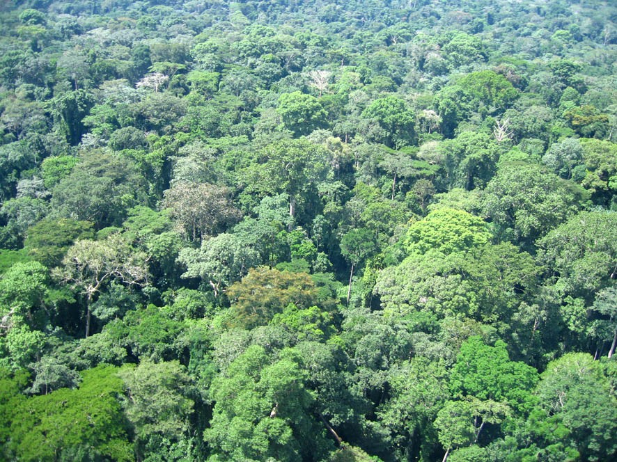 Timber companies and agroforestry | ATIBT