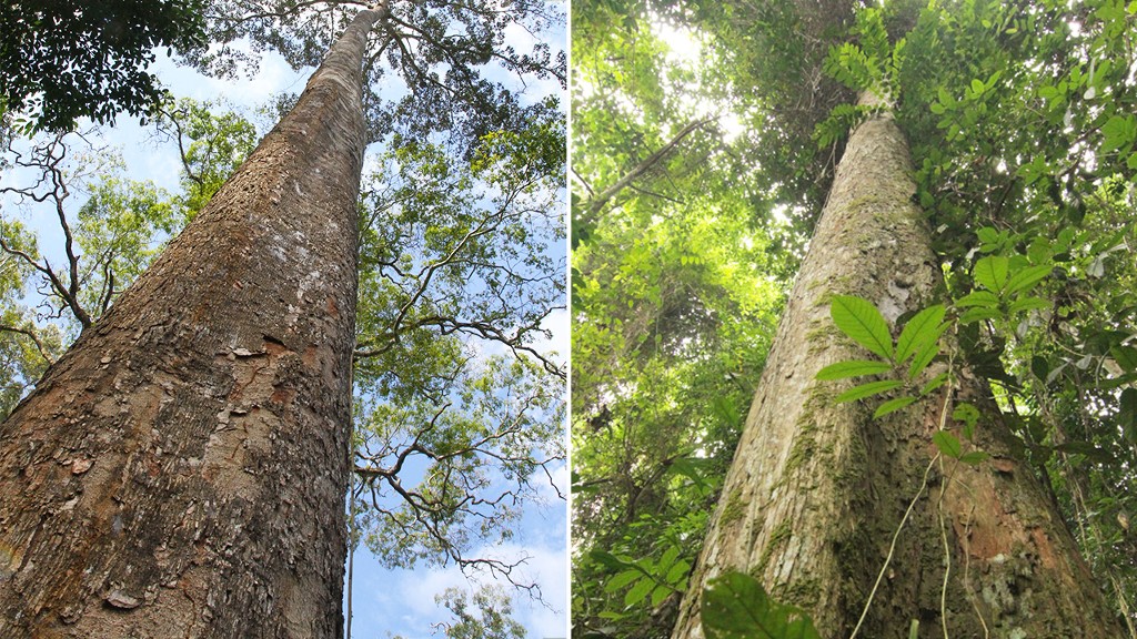 CITES ban on timber species: Scientists call for better assessments and ...