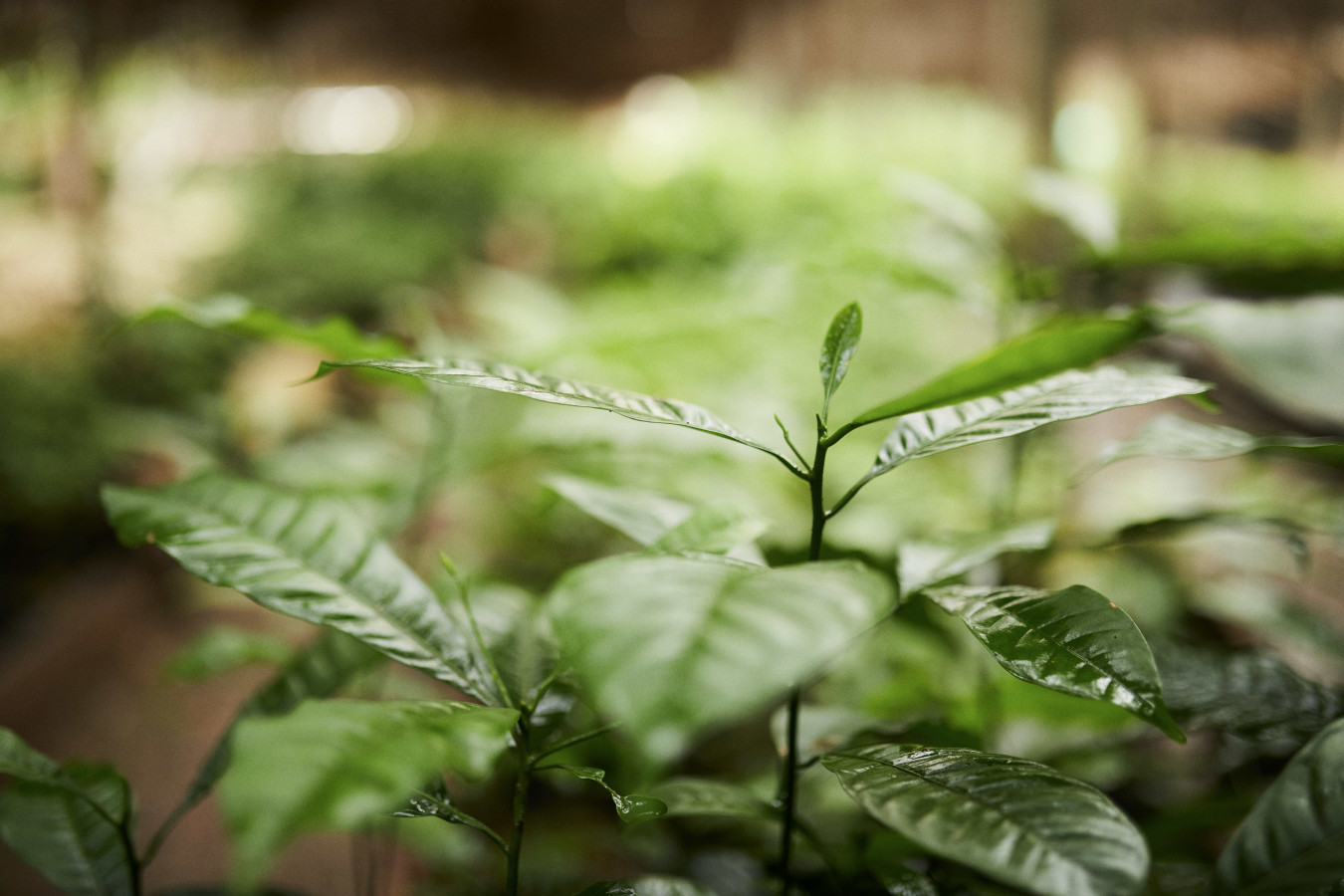 UFA-REFOREST project: towards the modernisation of silvicultural ...