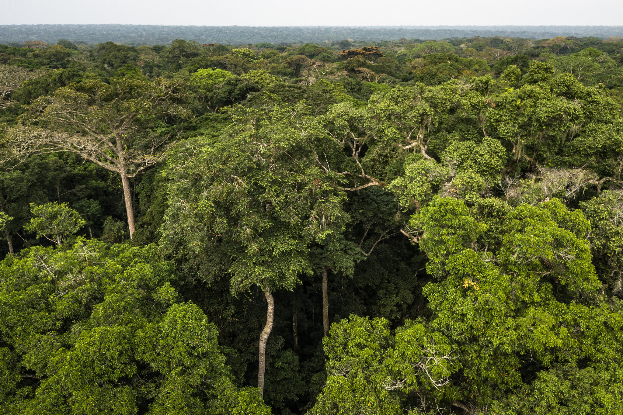In DRC, a high level scientific declaration to preserve the Congo Basin ...