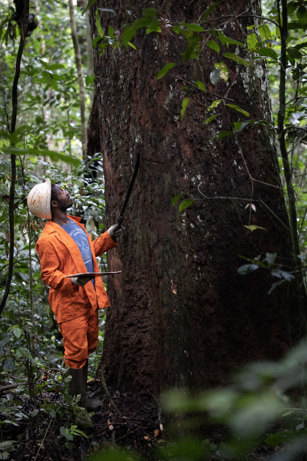 Gabon: l’exploitation du bois du kévazingo de nouveau autorisée | ATIBT