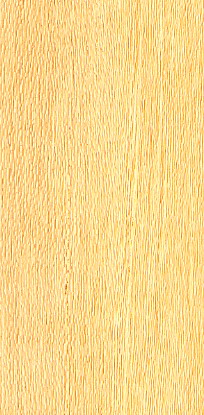 EYONG - Eribroma oblonga