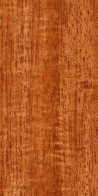 NIANGON - Tarrietia densiflora, Tarrietia utilis