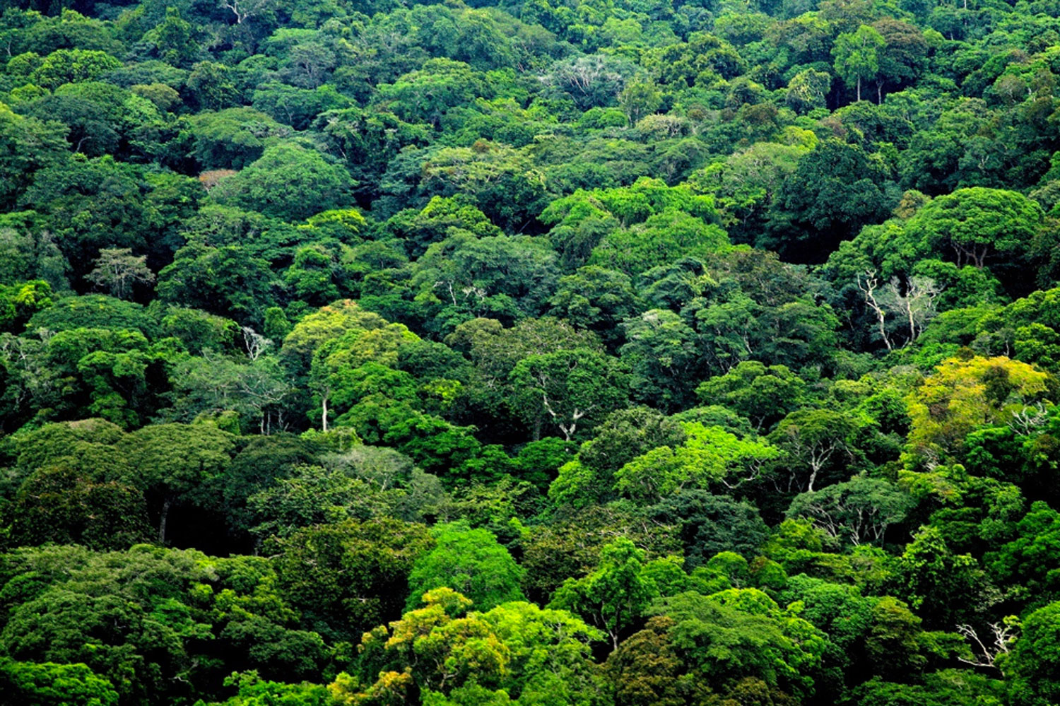 Le projet de certification des forêts du Gabon, une mise en œuvre ...