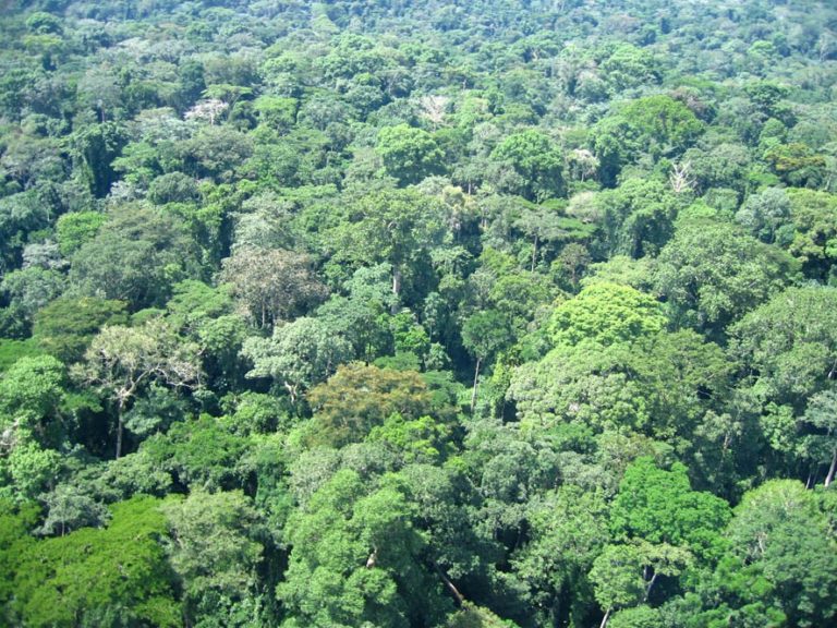Legality and traceability of timber from community forests in Gabon ...